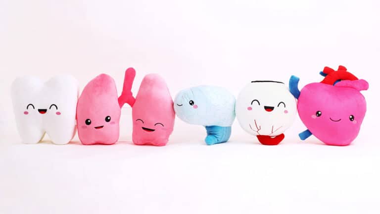 HEART, LUNGS, BRAIN, EYE, & TOOTH BUNDLE - NEWBORN BUNDLE OF JOY | The ...