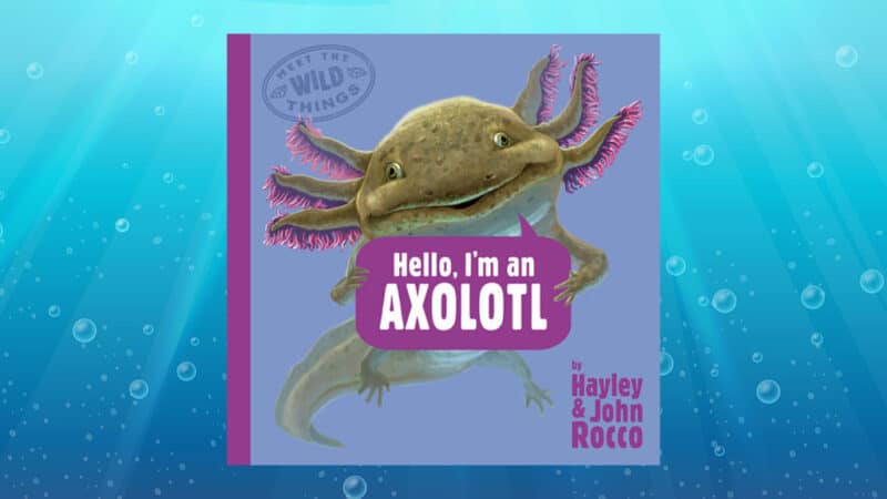 Axolotls Swim Into Story Time With ‘Hello, I’m an Axolotl’ | The Toy ...