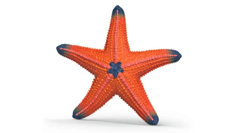 COLOR CHANGING STARFISH | The Toy Insider